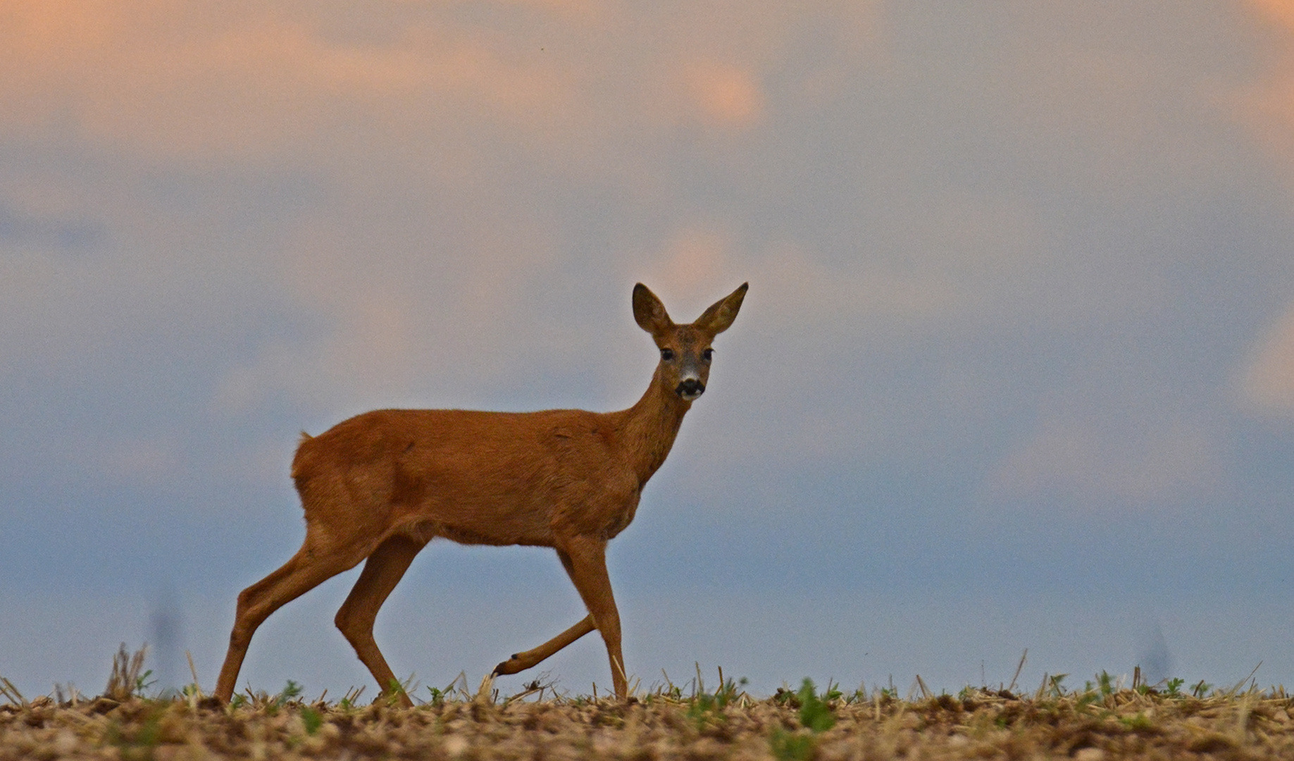 L'élégante chevrette. photo et image | animaux, animaux sauvages ...
