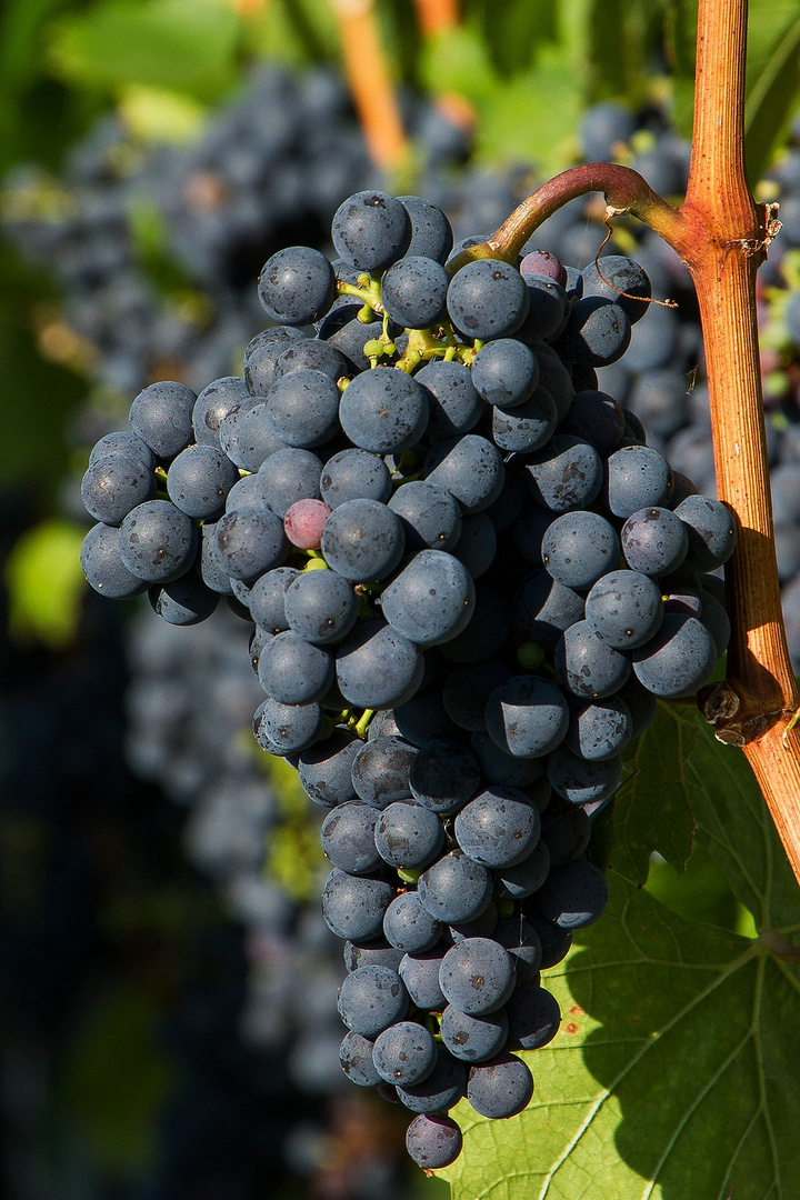 Lemberger* am Lemberg ** Foto & Bild | natur, pflanzen, weinberg Bilder ...