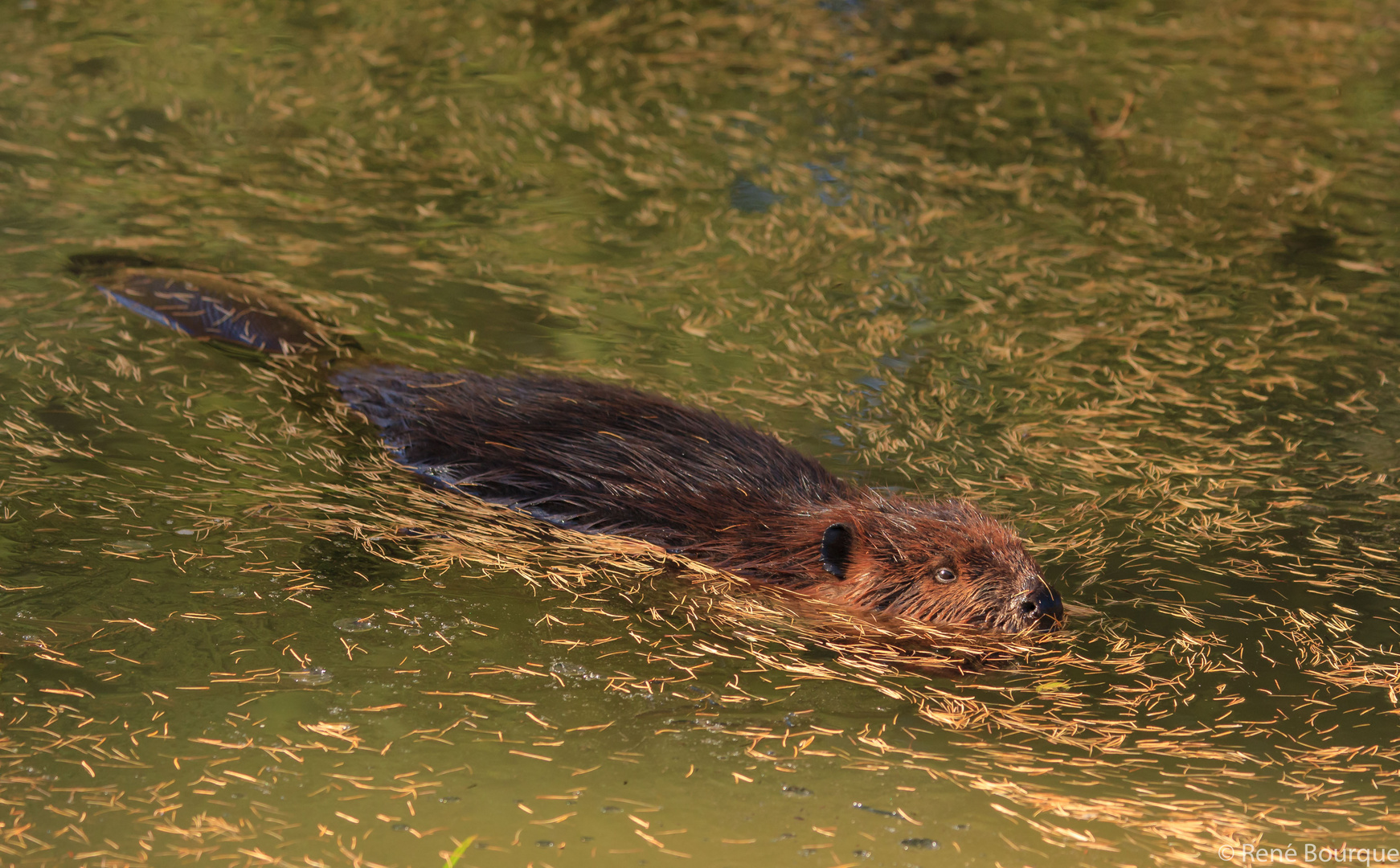 L'emblématique castor du Canada ! photo et image | north america ...
