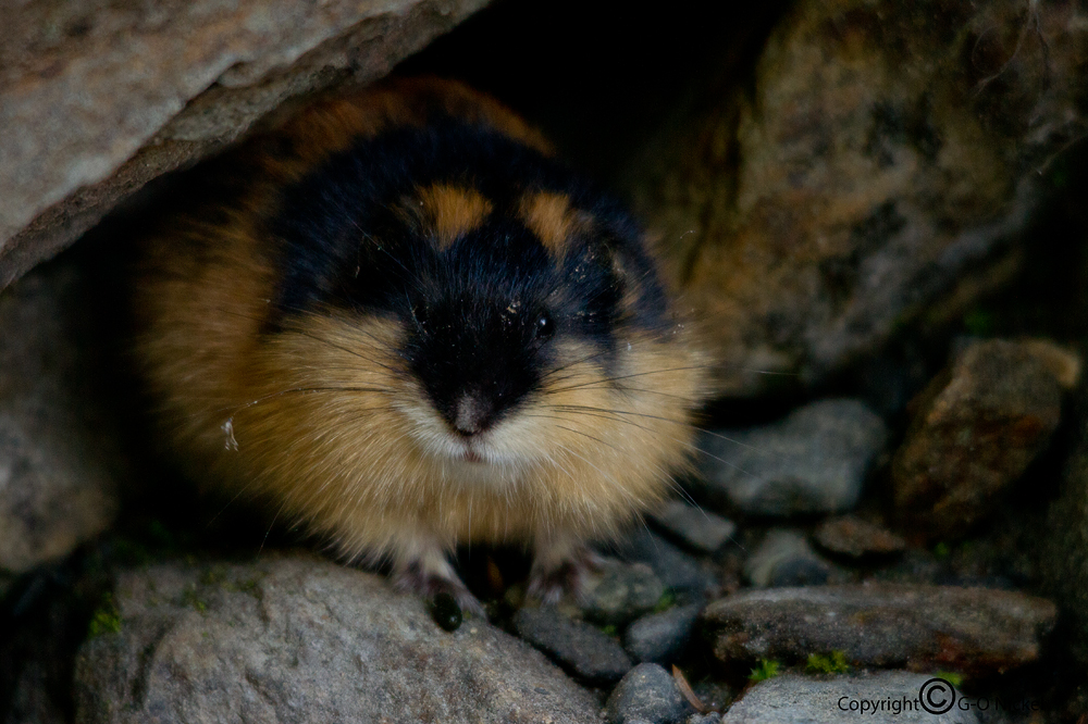 Lemmel photo & image | animals, wildlife, mammals images at photo community