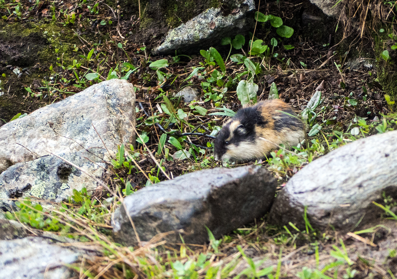 Lemming Foto & Bild | europe, scandinavia, sweden Bilder auf fotocommunity