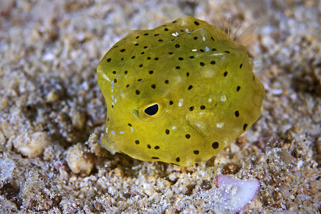 lemon head Foto & Bild | natur, 100mm, wildlife Bilder auf fotocommunity