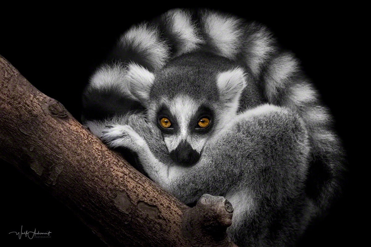 lemur Foto & Bild | color, sigma, sony Bilder auf fotocommunity
