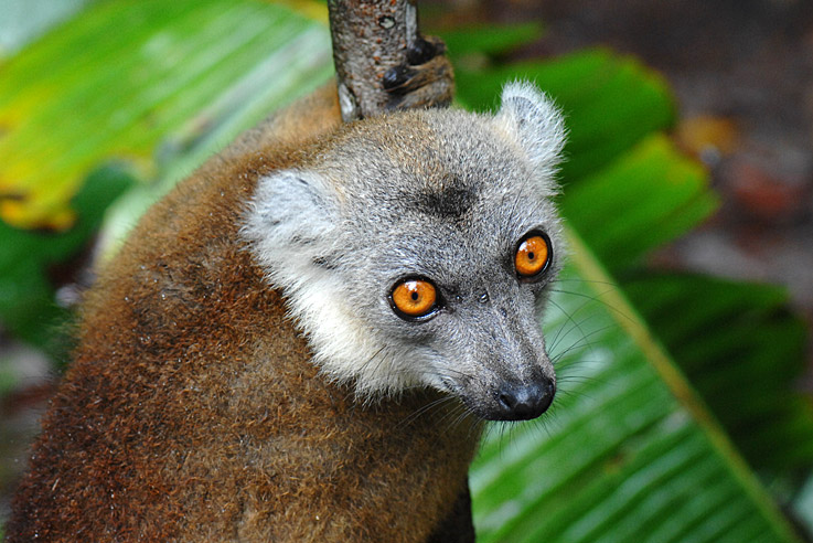 Lemur Foto & Bild | tiere, wildlife, säugetiere Bilder auf fotocommunity