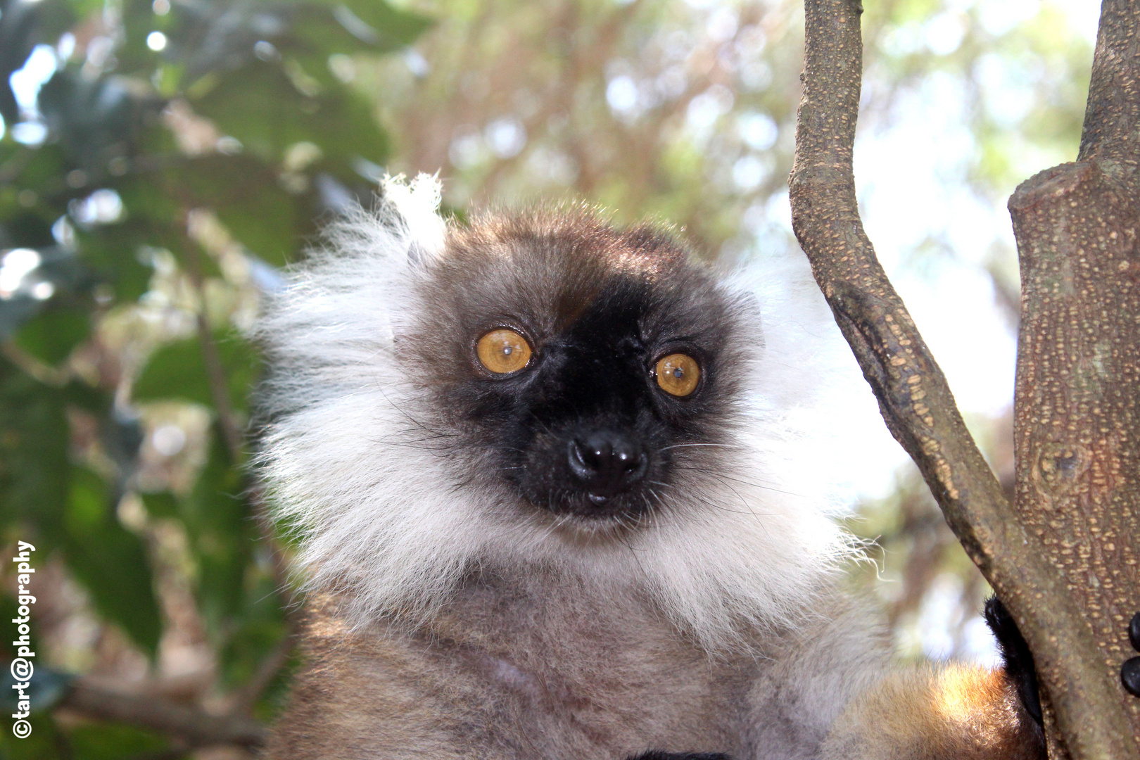 Lemure Foto % Immagini| animali, animali allo stato libero, animals ...