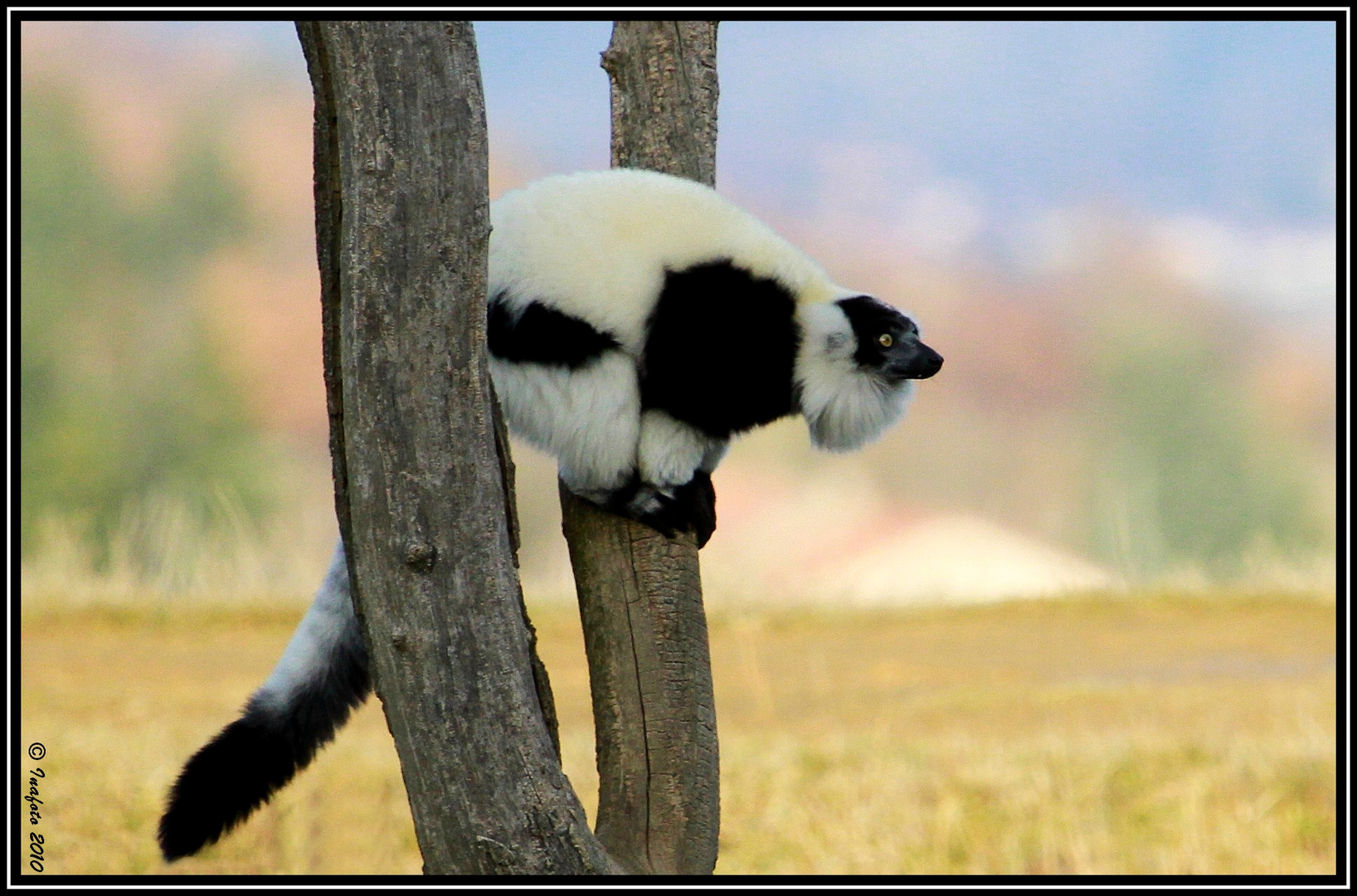 lémurien photo et image | animaux, zoo et animaux en captivité, animaux ...