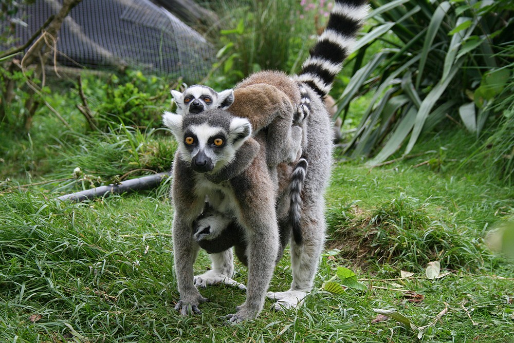 Lémurien et ses petits photo et image | animaux, zoo et animaux en ...