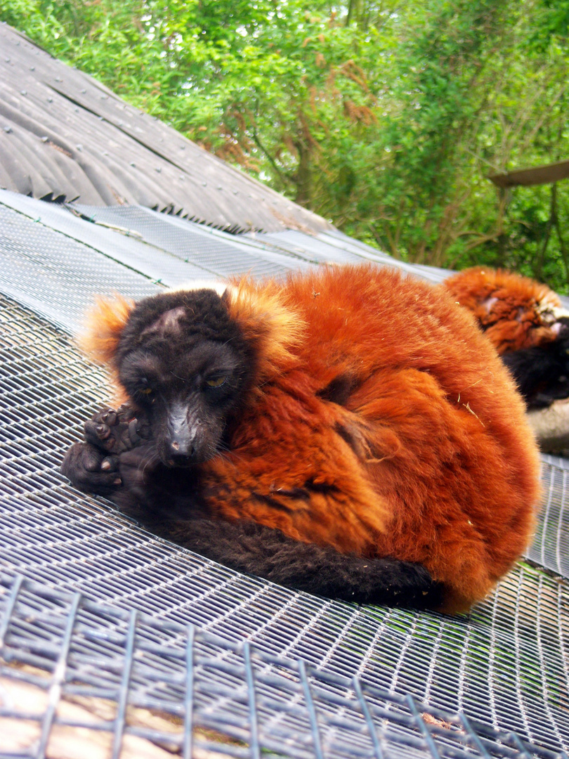 Lémurien rouge renard roux (Varecia rubra) photo et image | animaux ...