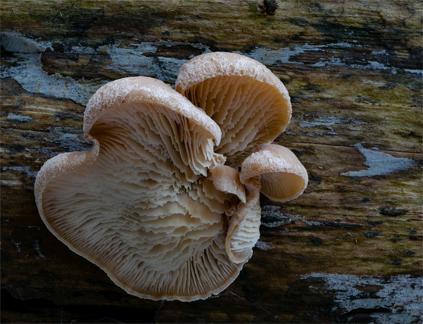 Lentinellus vulpinus Foto & Bild | wald, dezember, makro Bilder auf ...