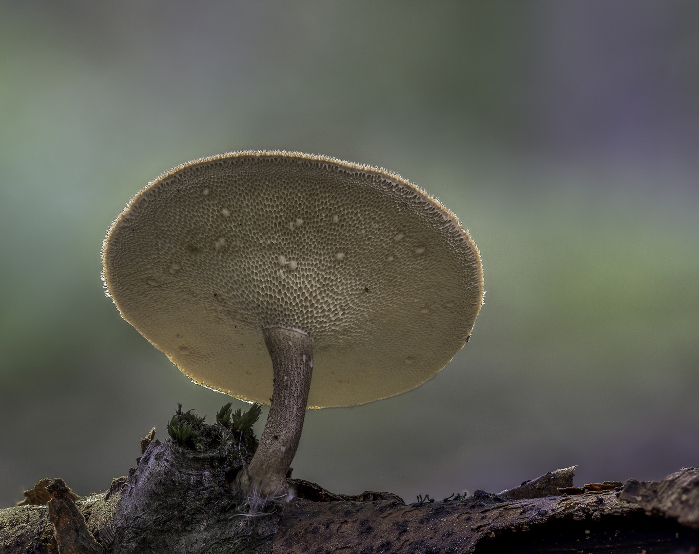Lentinus brumalis Foto & Bild | pflanzen, pilze & flechten, landschaft ...