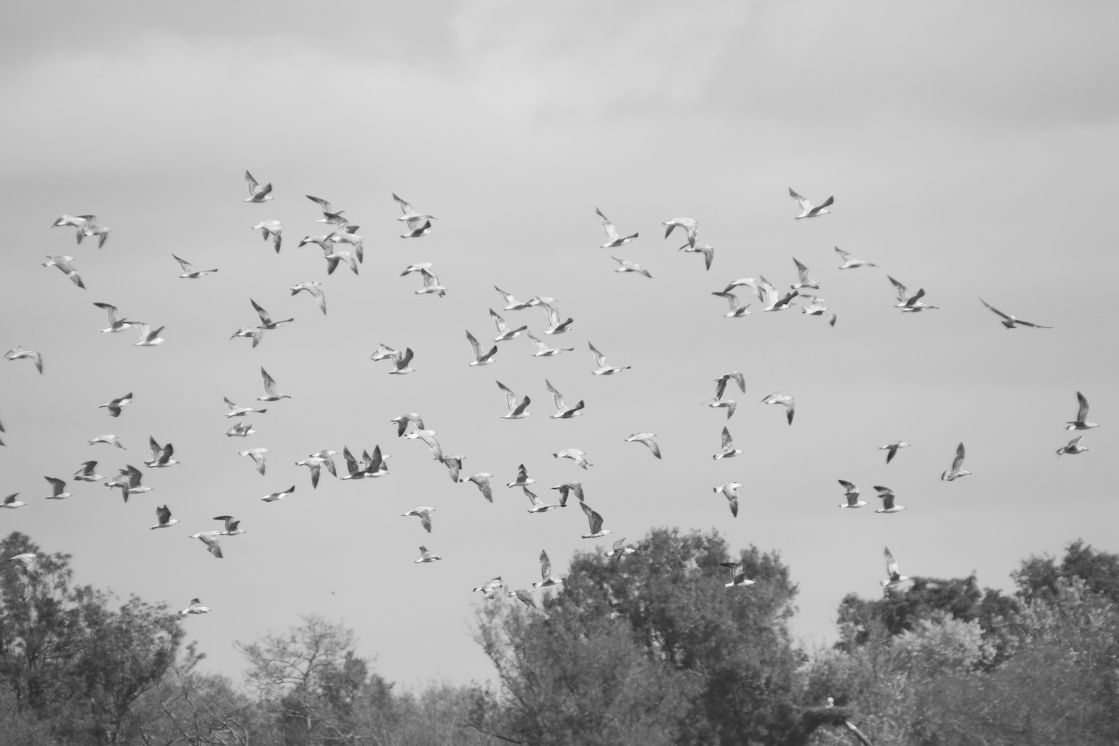 l'envol ! photo et image | animations photographiques, special Images ...