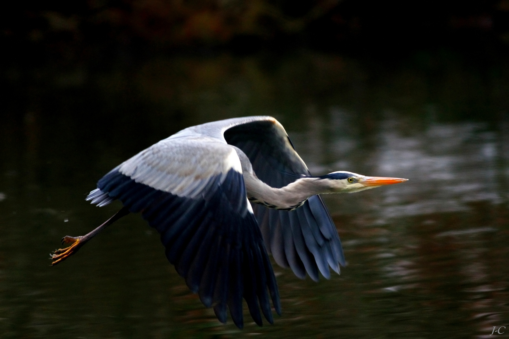 " L'envol " photo et image | nature, animaux, oiseaux Images fotocommunity