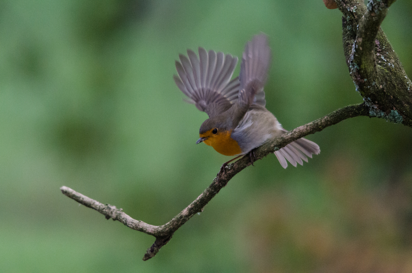 l'envol photo et image | animaux, animaux sauvages, oiseaux Images ...