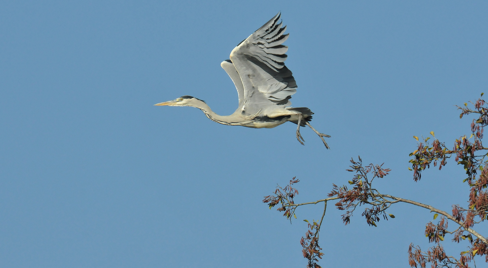 L'envol photo et image | nature, animaux, oiseaux Images fotocommunity