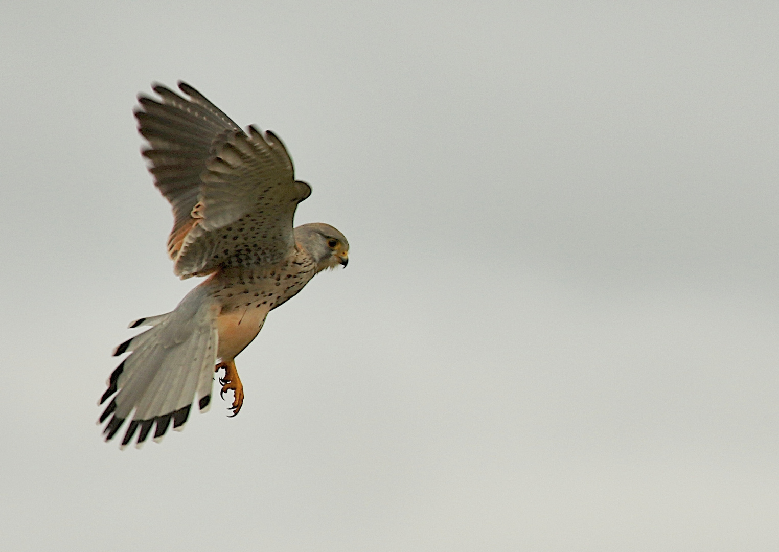 l'envol ! photo et image | nature Images fotocommunity