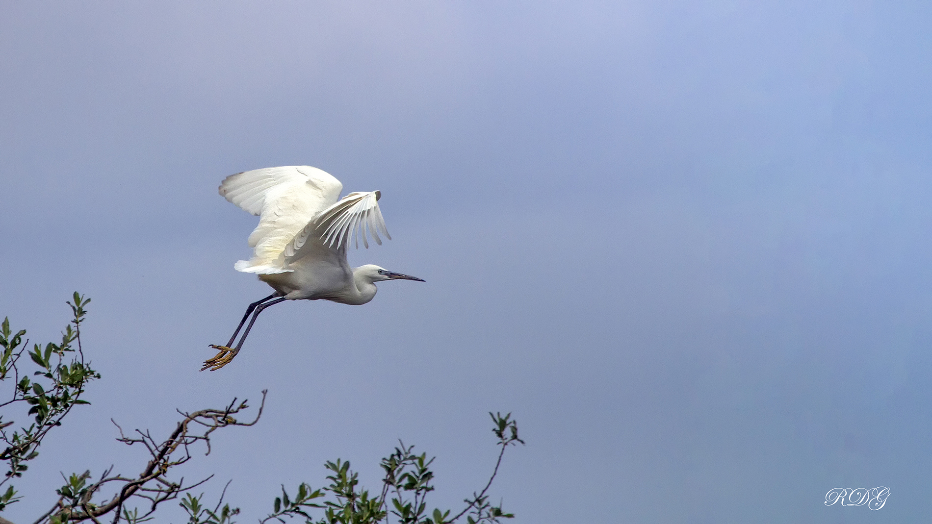 L'envol............ photo et image | france, nature, world Images ...