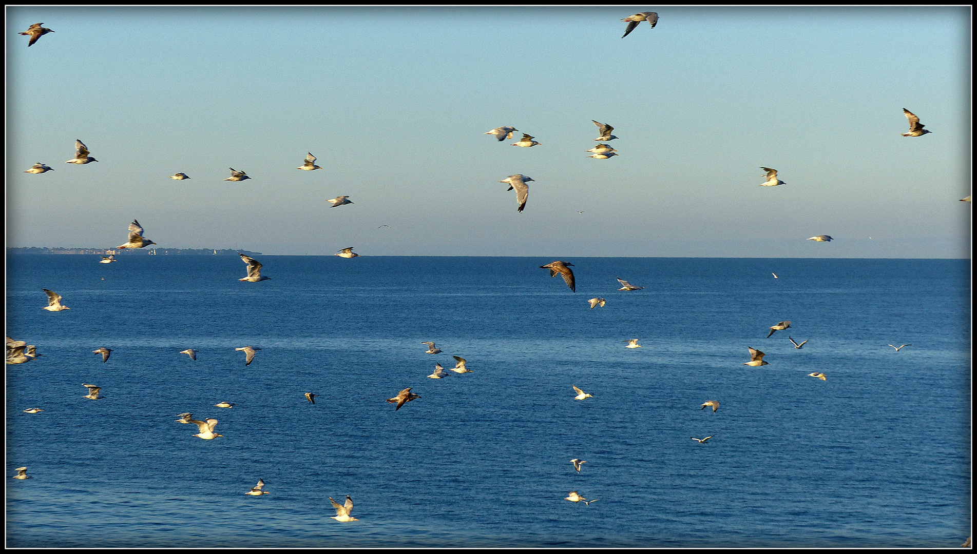 L'envol photo et image | europe, france, animaux Images fotocommunity