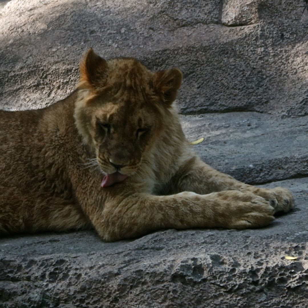 Leon Foto & Bild | natur, zoo, tiere Bilder auf fotocommunity