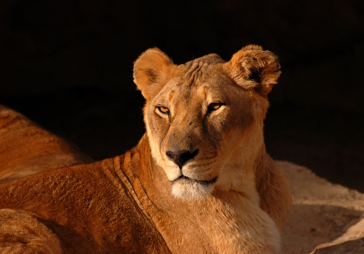 Leonessa Foto % Immagini| animali, zoo e allevamenti, animali in cattività Foto su fotocommunity