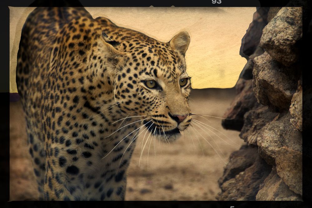 Leopard Foto & Bild | tiere, wildlife, wildlife: sonstige tiere Bilder ...