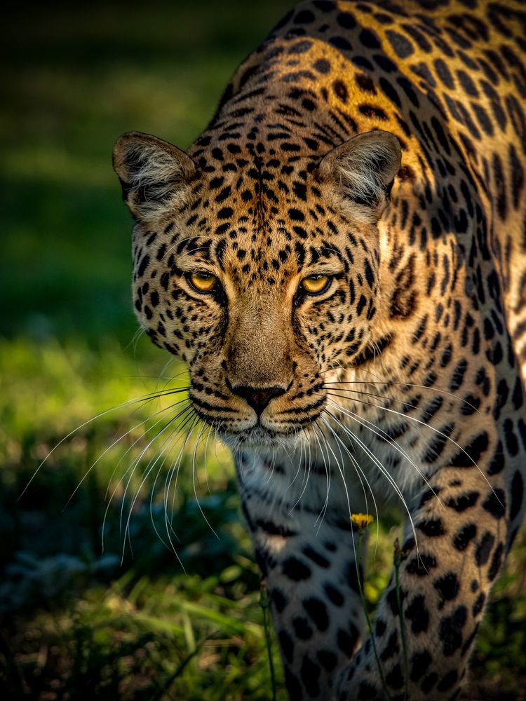 Leopard Foto & Bild | tiere, wildlife, x-archiv Bilder auf fotocommunity