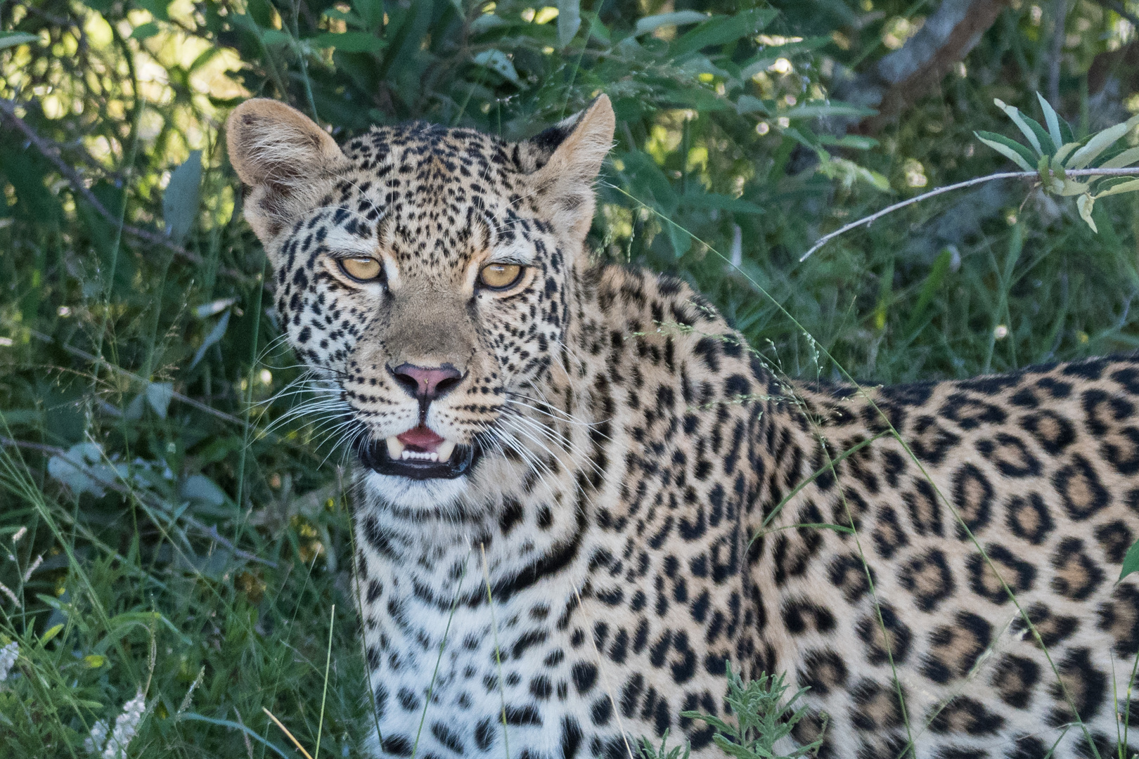 Leopard 1 Foto & Bild | africa, southern africa, south africa Bilder ...