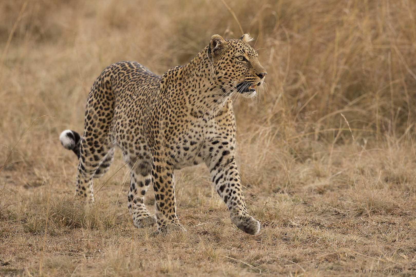 Leopard-12 Foto & Bild | tiere, wildlife, säugetiere Bilder auf ...