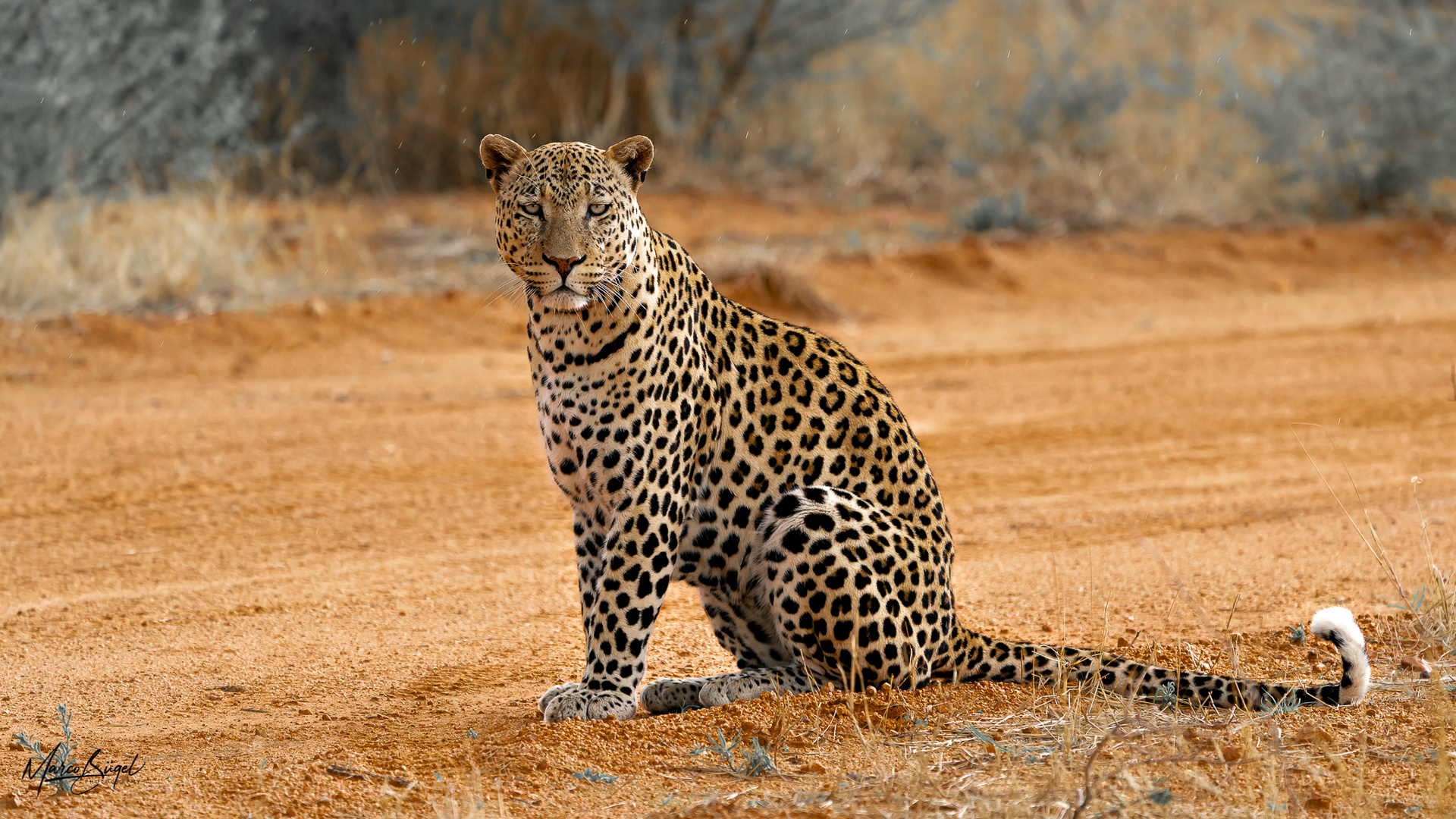 Leopard Foto & Bild | tiere, wildlife, säugetiere Bilder auf fotocommunity