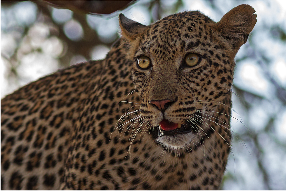 Leopard Foto & Bild | tiere, wildlife, säugetiere Bilder auf fotocommunity