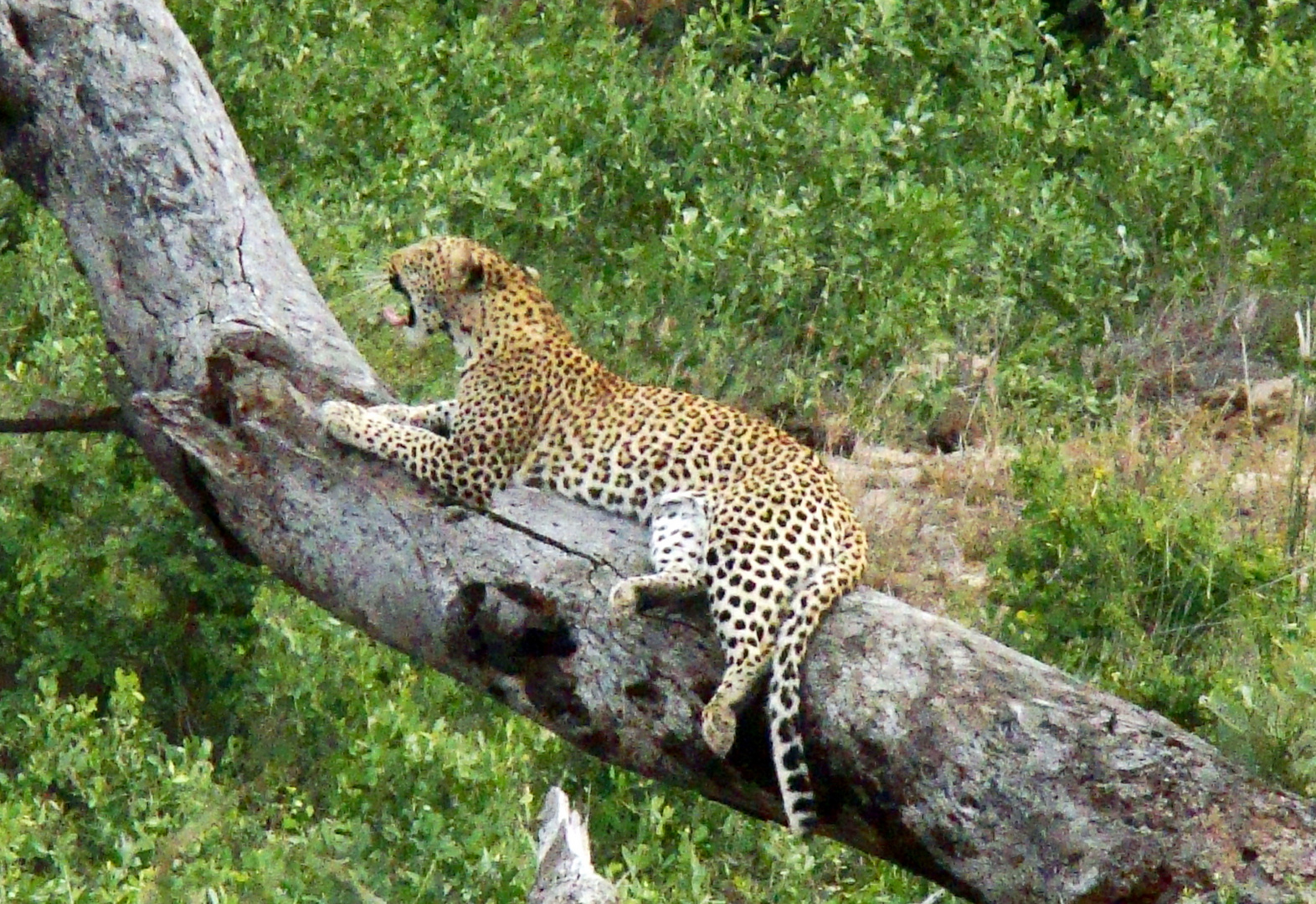 Leopard Foto & Bild | tiere, wildlife, säugetiere Bilder auf fotocommunity