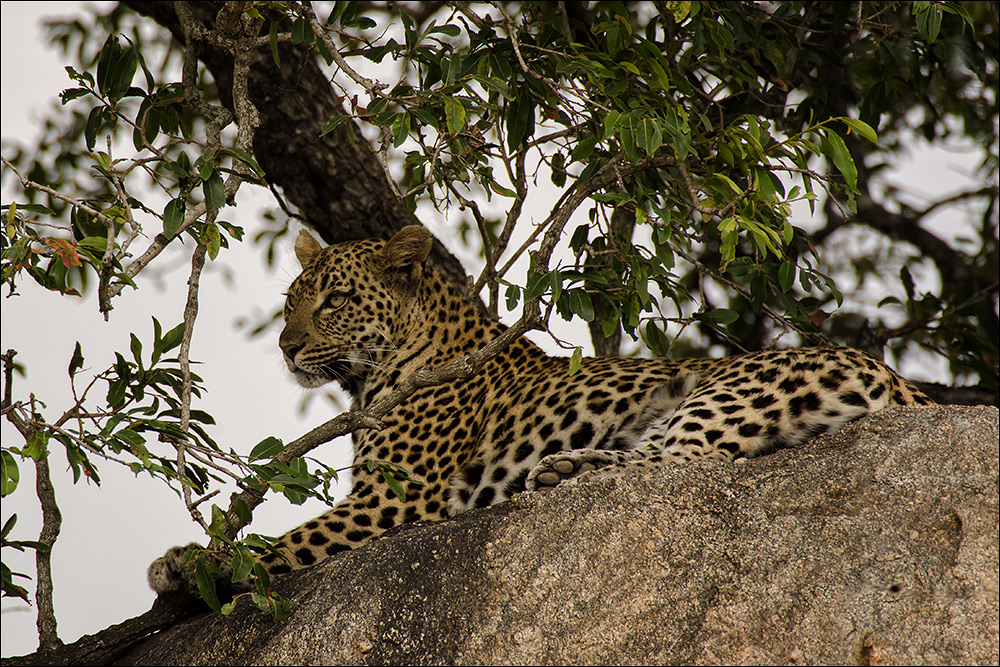 Leopard Foto & Bild | africa, southern africa, south africa Bilder auf ...