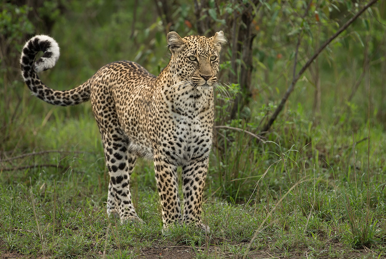 Leopard Foto & Bild | kenia, masai mara 4, natur, afrika Bilder auf ...