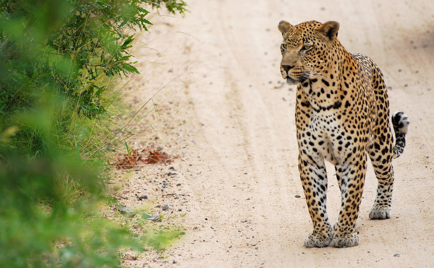 Leopard Foto & Bild | tiere, wildlife, fotos Bilder auf fotocommunity