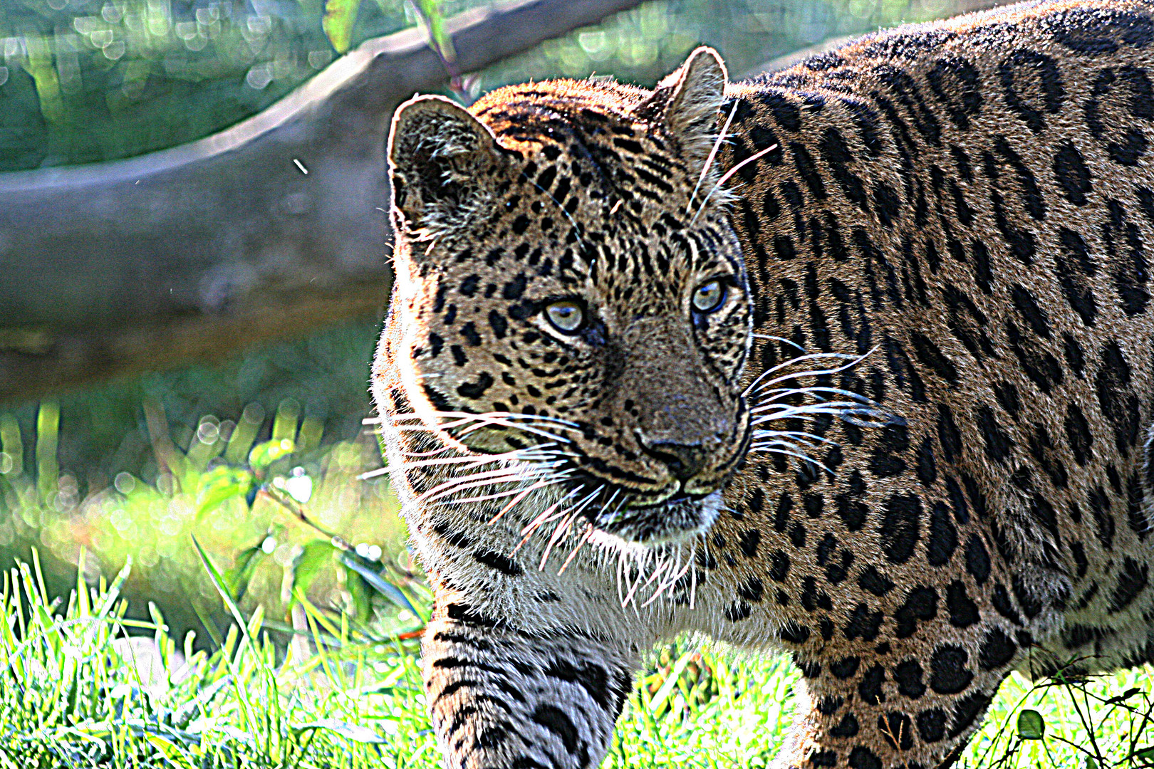 Leopard Foto & Bild | tiere, zoo, wildpark & falknerei, säugetiere ...
