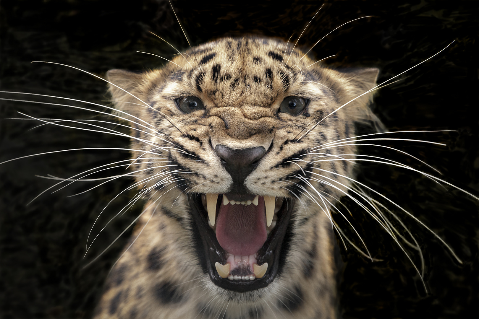 Leopard Foto & Bild | säugetiere, natur, portrait Bilder auf fotocommunity