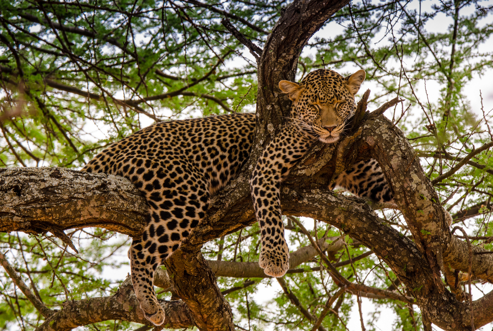 Leopard Foto & Bild | tiere, wildlife, natur Bilder auf fotocommunity