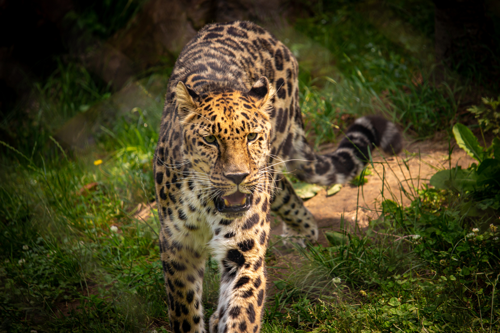 Leopard Foto & Bild | fotos, world, outdoor Bilder auf fotocommunity