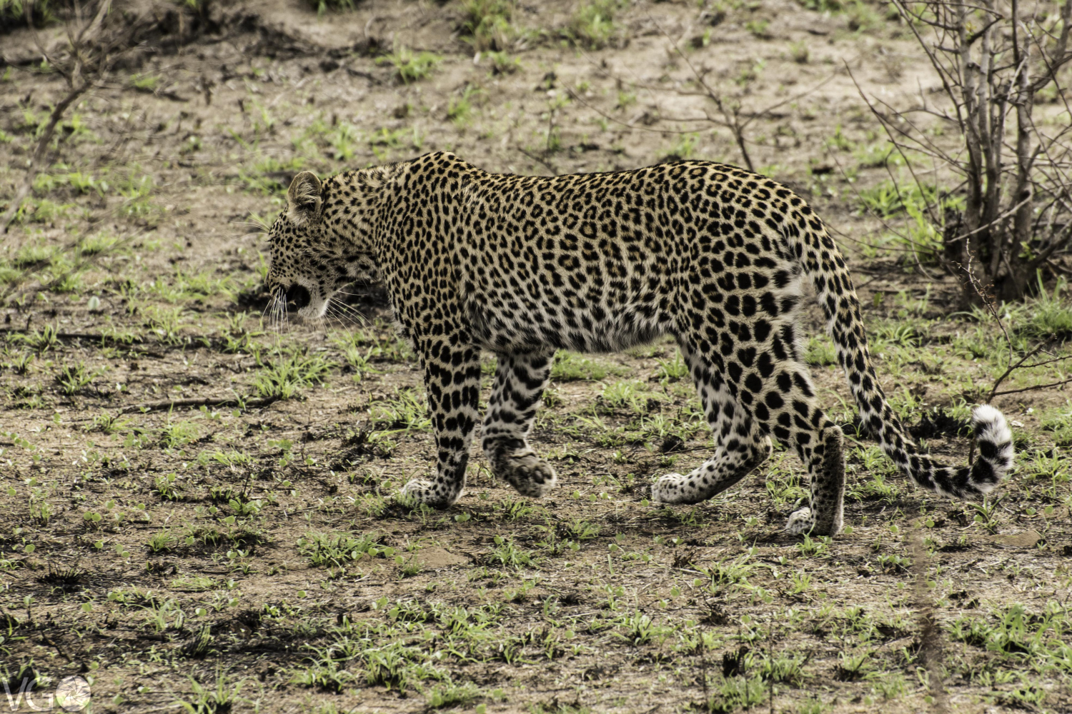 Leopard Foto & Bild | tiere, zoo, wildpark & falknerei, säugetiere ...