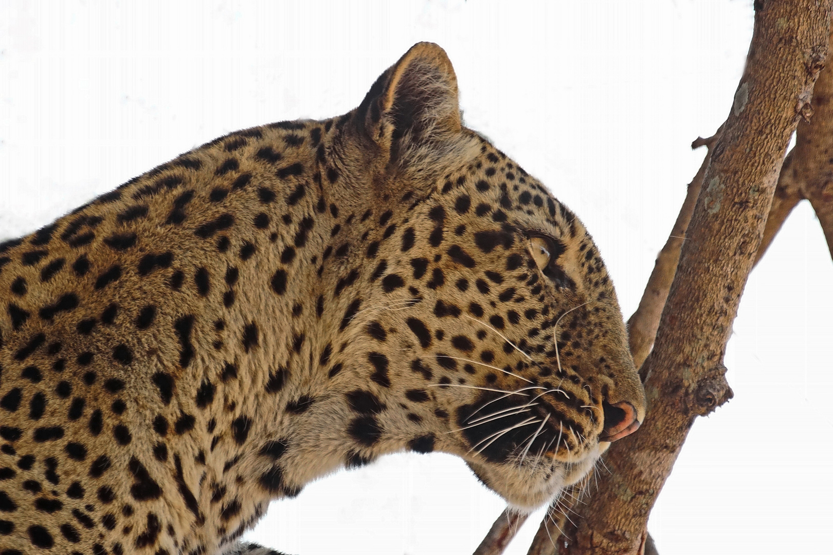 Leopard Foto & Bild | tiere, wildlife, säugetiere Bilder auf fotocommunity
