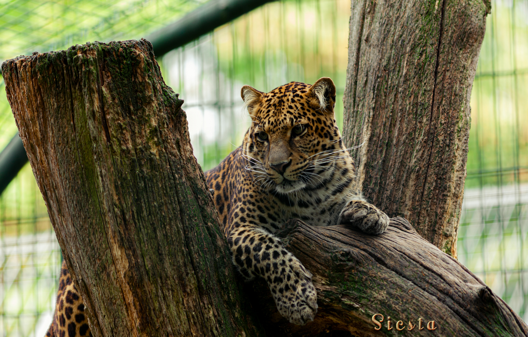 Leopard Foto & Bild | fotos, world, zoo Bilder auf fotocommunity