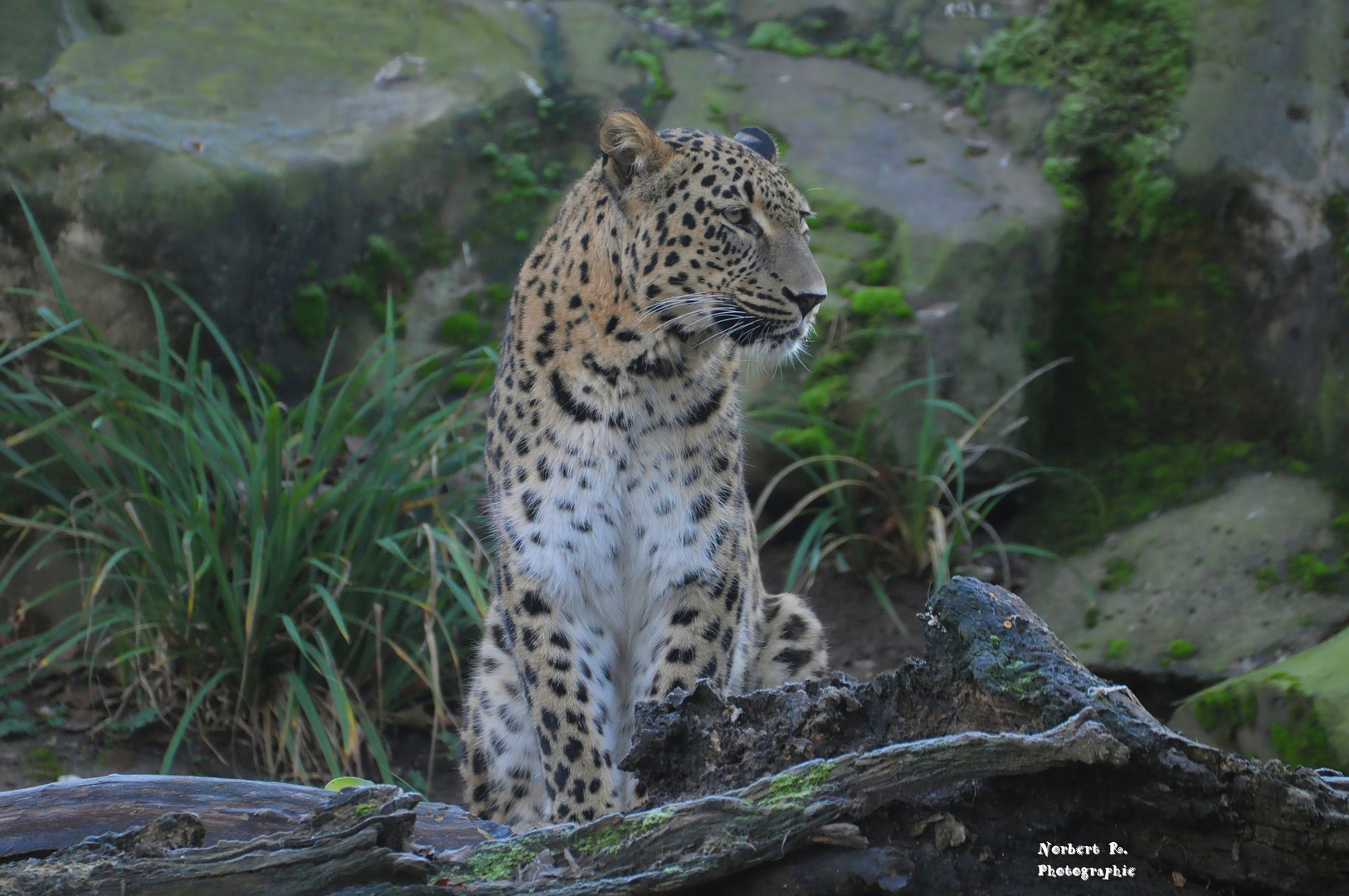 Leopard Foto & Bild | outdoor, natur, zoo Bilder auf fotocommunity