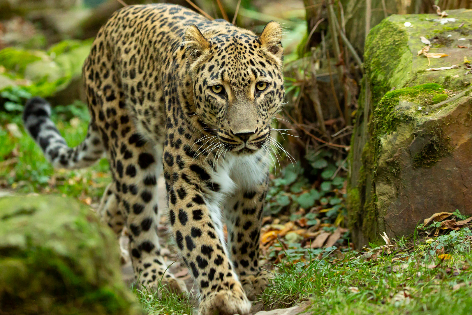 Leopard Foto & Bild | tiere, zoo, wildpark & falknerei, säugetiere ...