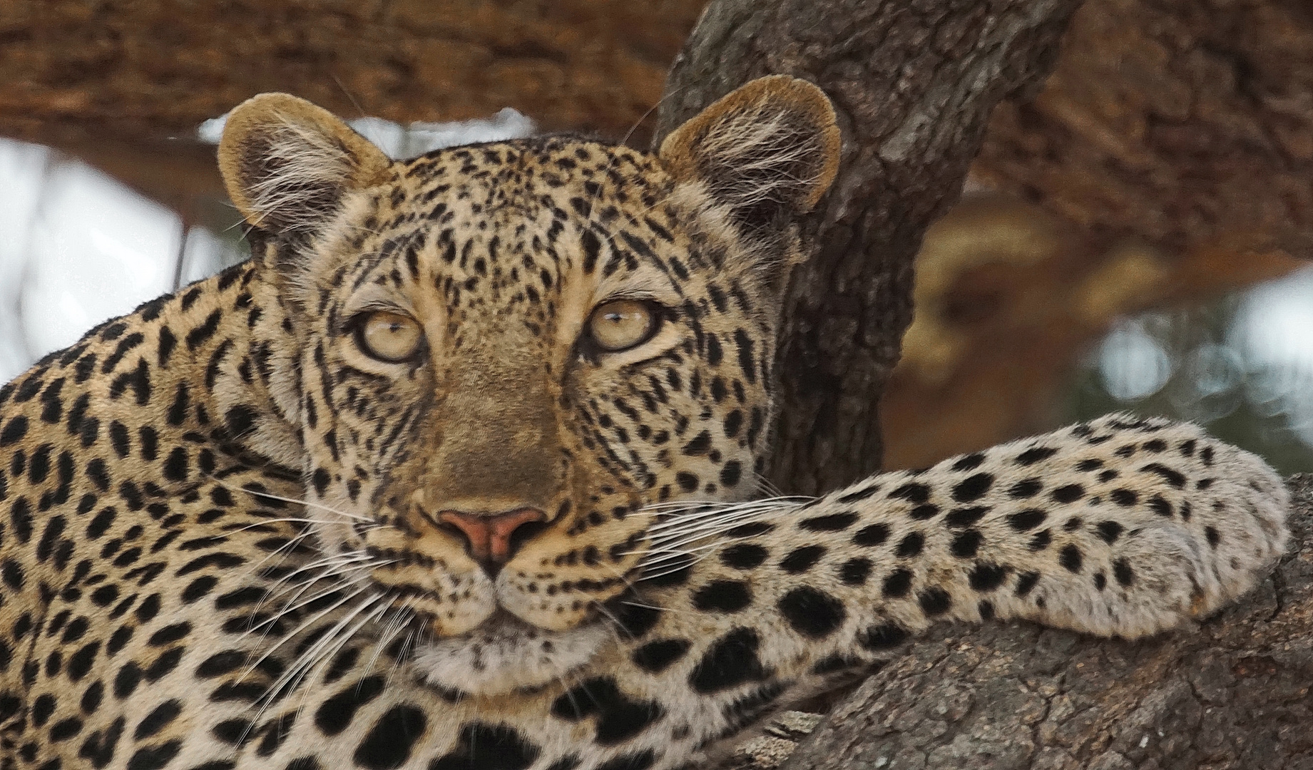 Leopard Foto & Bild | world, natur, afrika Bilder auf fotocommunity