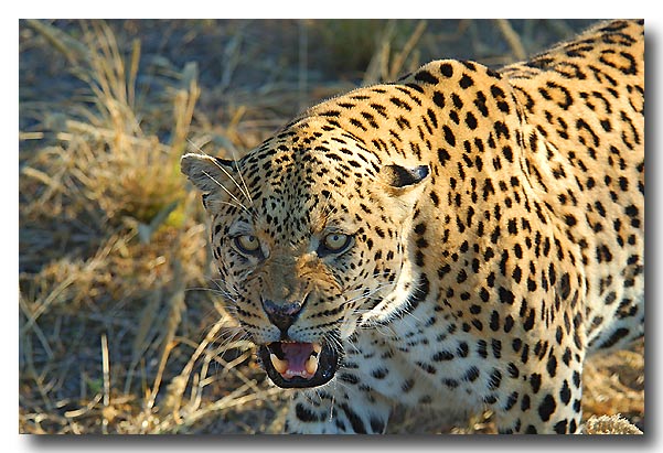 Leopard Foto & Bild | tiere, wildlife, säugetiere Bilder auf fotocommunity
