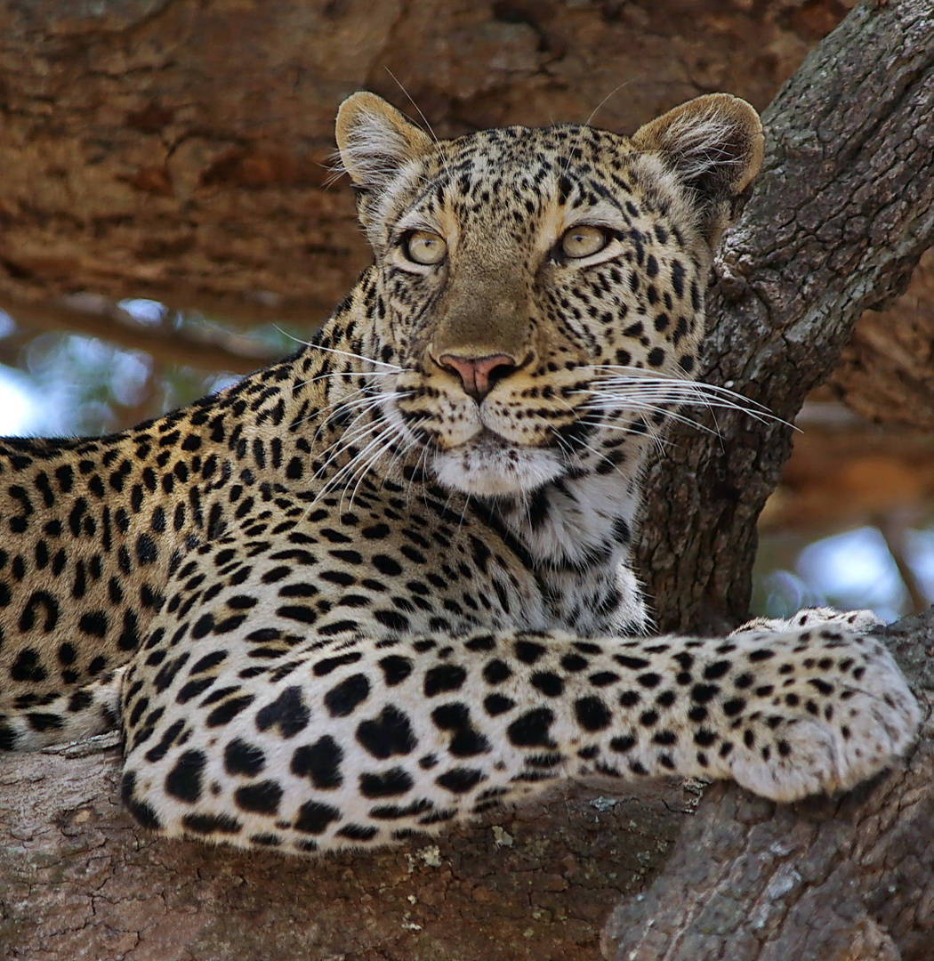 Leopard Foto & Bild | world, natur, tiere Bilder auf fotocommunity