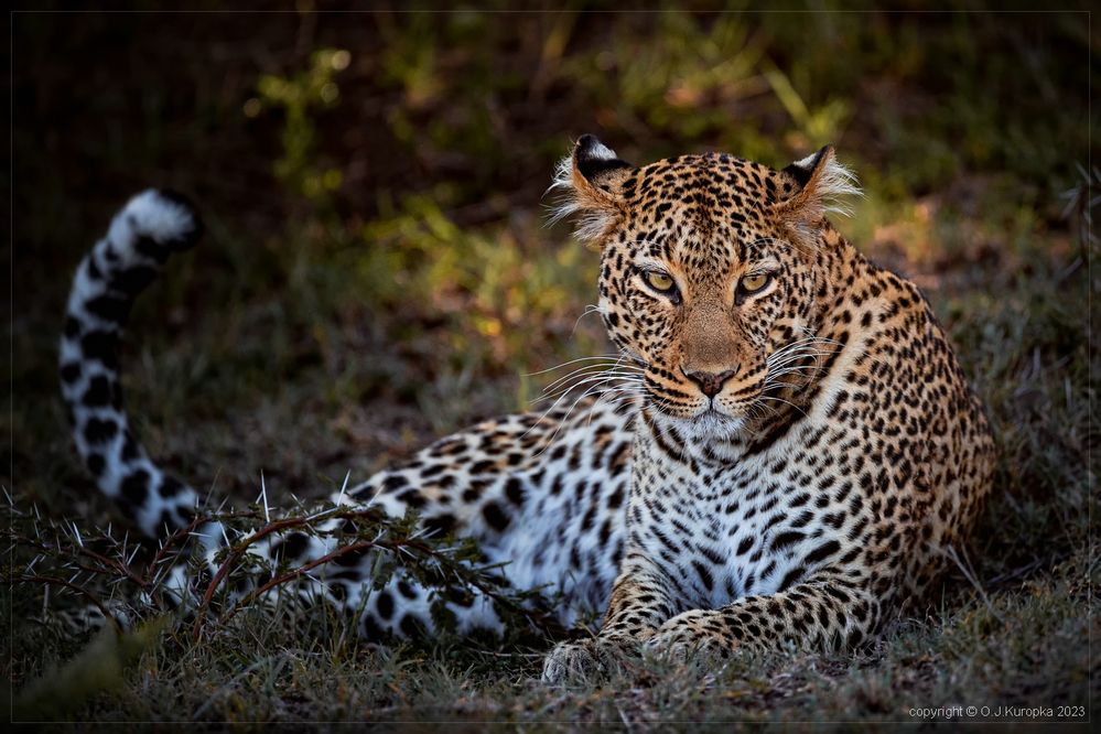LEOPARD Foto & Bild | tiere, wildlife, säugetiere Bilder auf fotocommunity