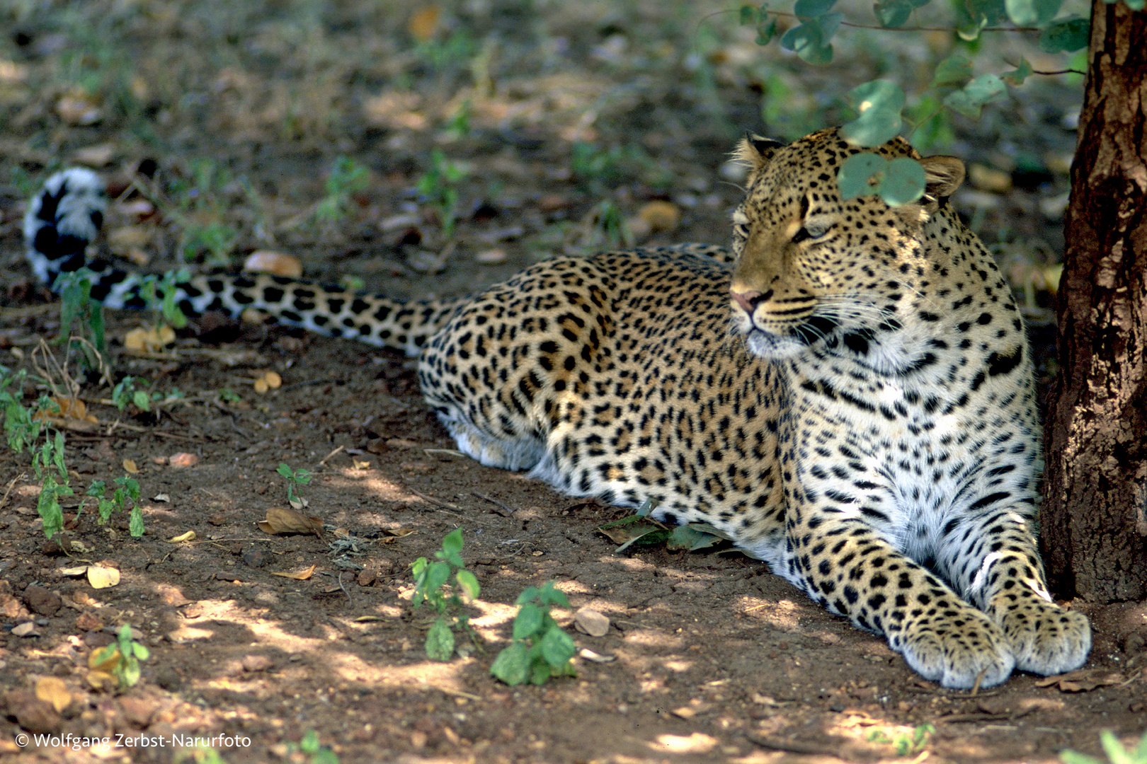 -- Leopard -- Foto & Bild | natur Bilder auf fotocommunity