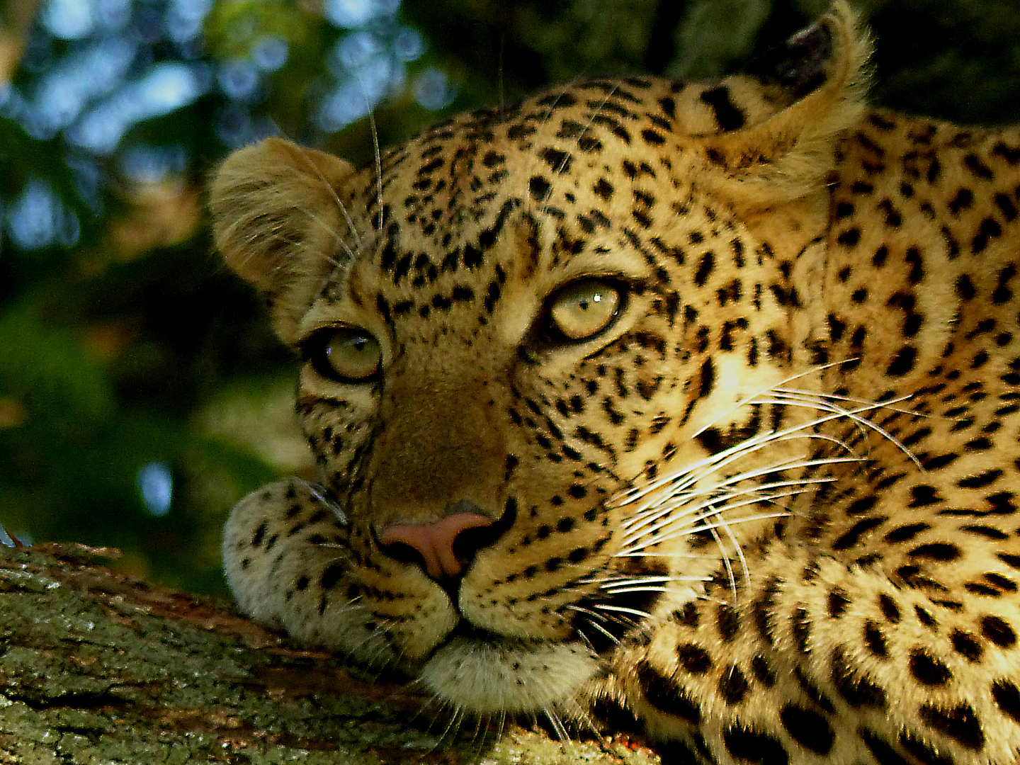 Leopard Foto & Bild | urlaub, fotos, world Bilder auf fotocommunity