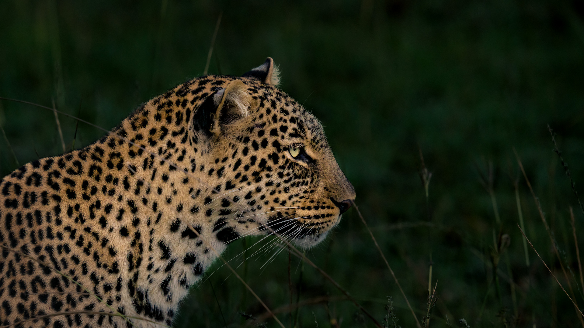 Leopard am Morgen Foto & Bild | tiere, wildlife, säugetiere Bilder auf ...