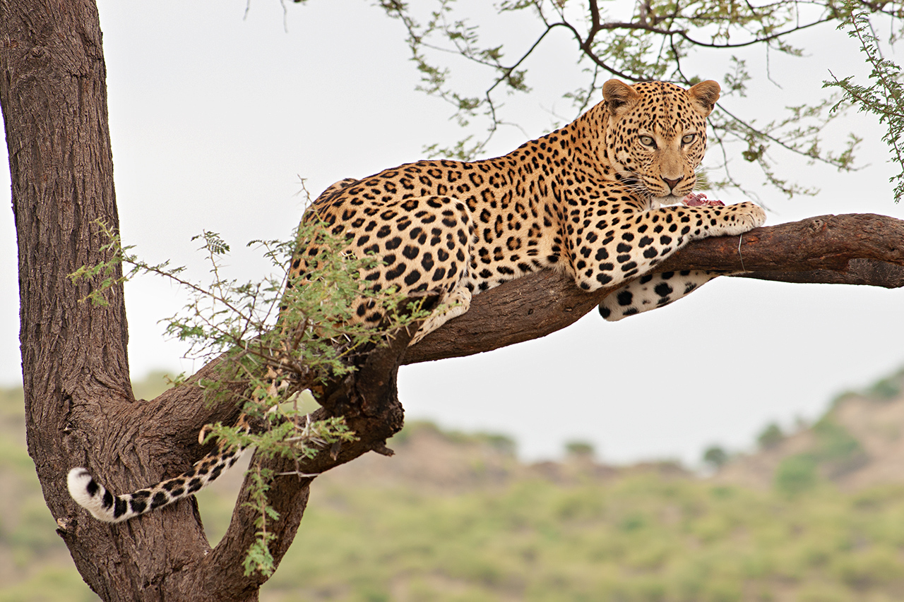 Leopard-auf-Baum Foto & Bild | world, natur, männchen Bilder auf ...